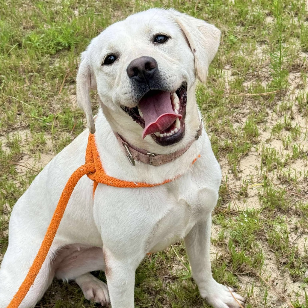 Alaqua Animal Refuge Adoption