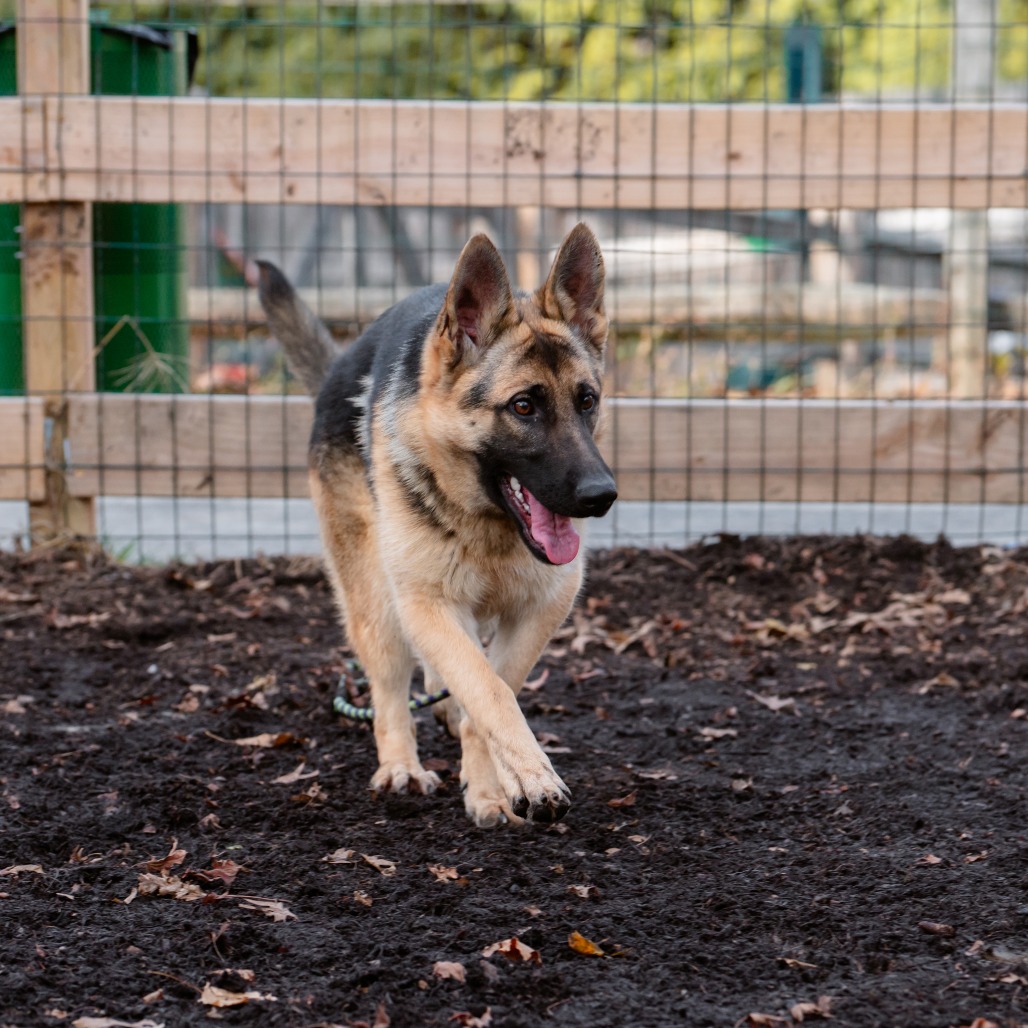 Chai - Phoenix Animal Rescue