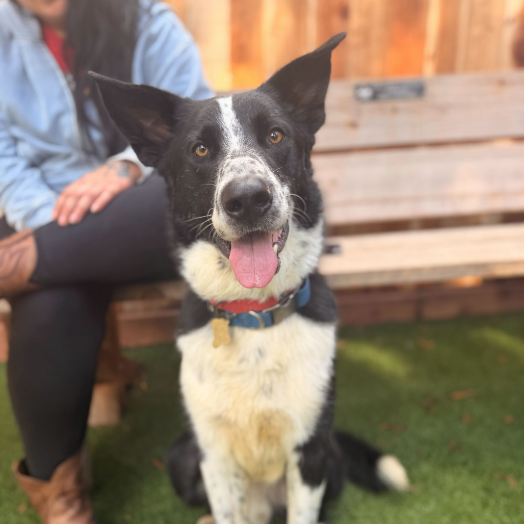 HERO is available for adoption at Milo Foundation