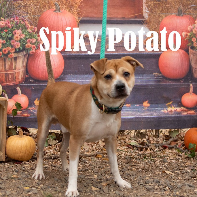 Spikey Potato is available for adoption at ACCT Philly