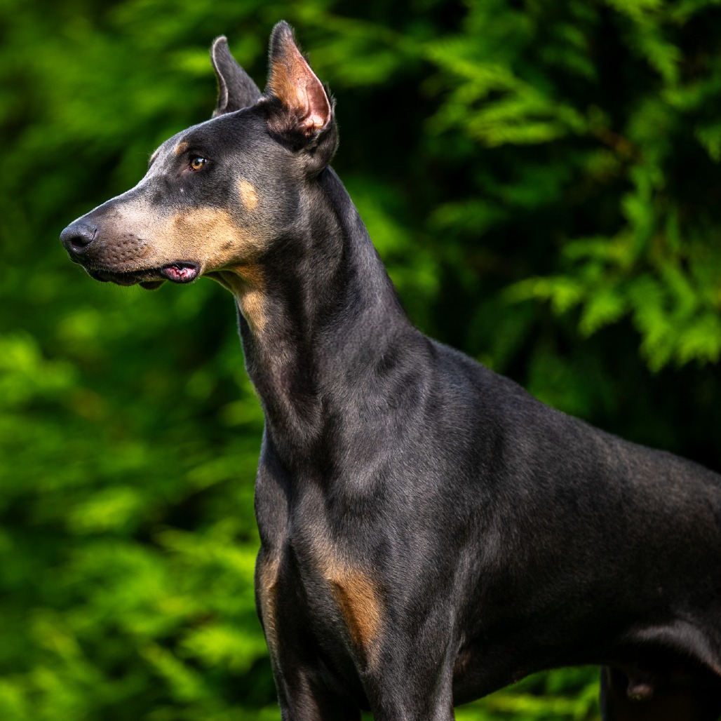 Blue - Phoenix Animal Rescue