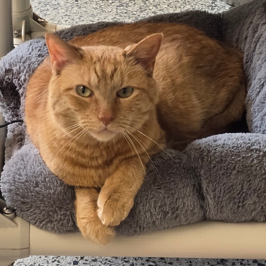 Jelly Bean is available for adoption at Rocky Mountain Feline Rescue