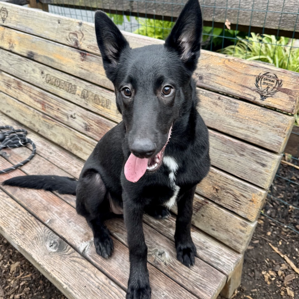 German - Phoenix Animal Rescue