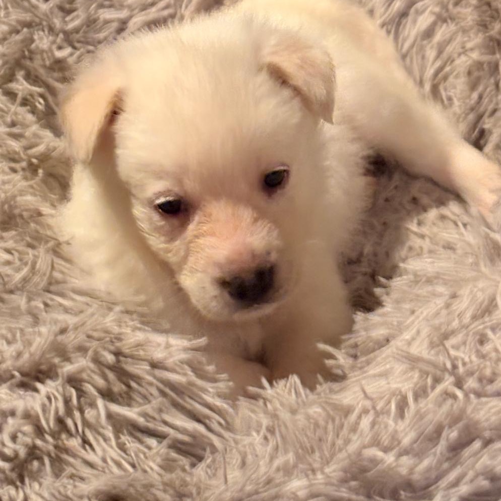 view-animal - Second Chance Animal Rescue Society