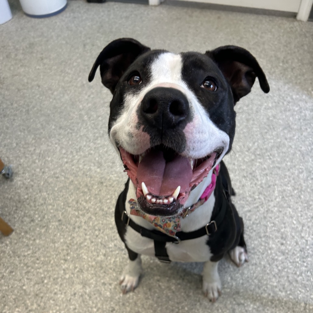 Zola is available for adoption at Upper Valley Humane Society