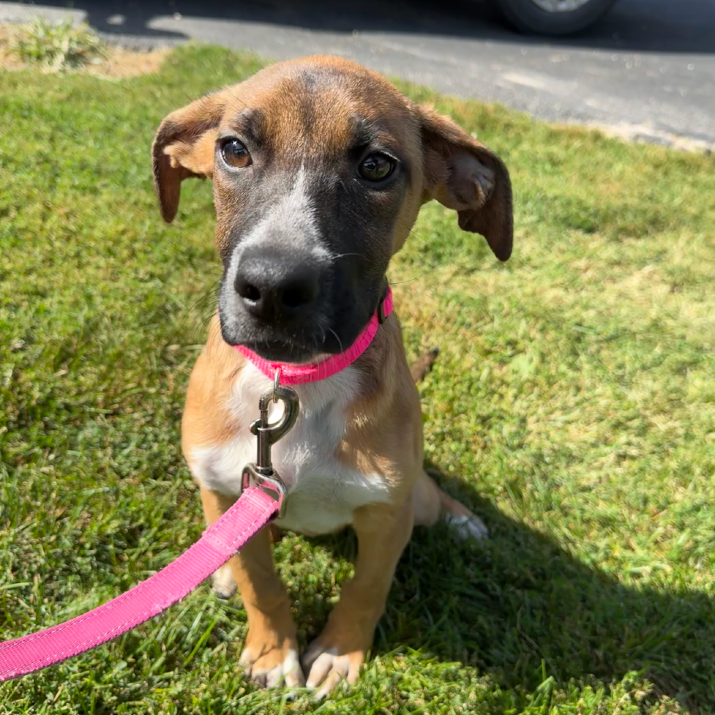 Khloe is available for adoption at Anderson Humane