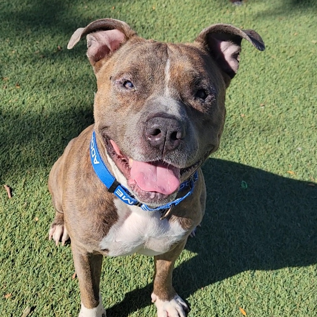 Nipsey is available for adoption at Henderson Animal Protection Services
