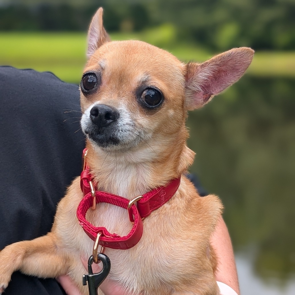 Mila 05-2033 is available for adoption at Royal Animal Refuge