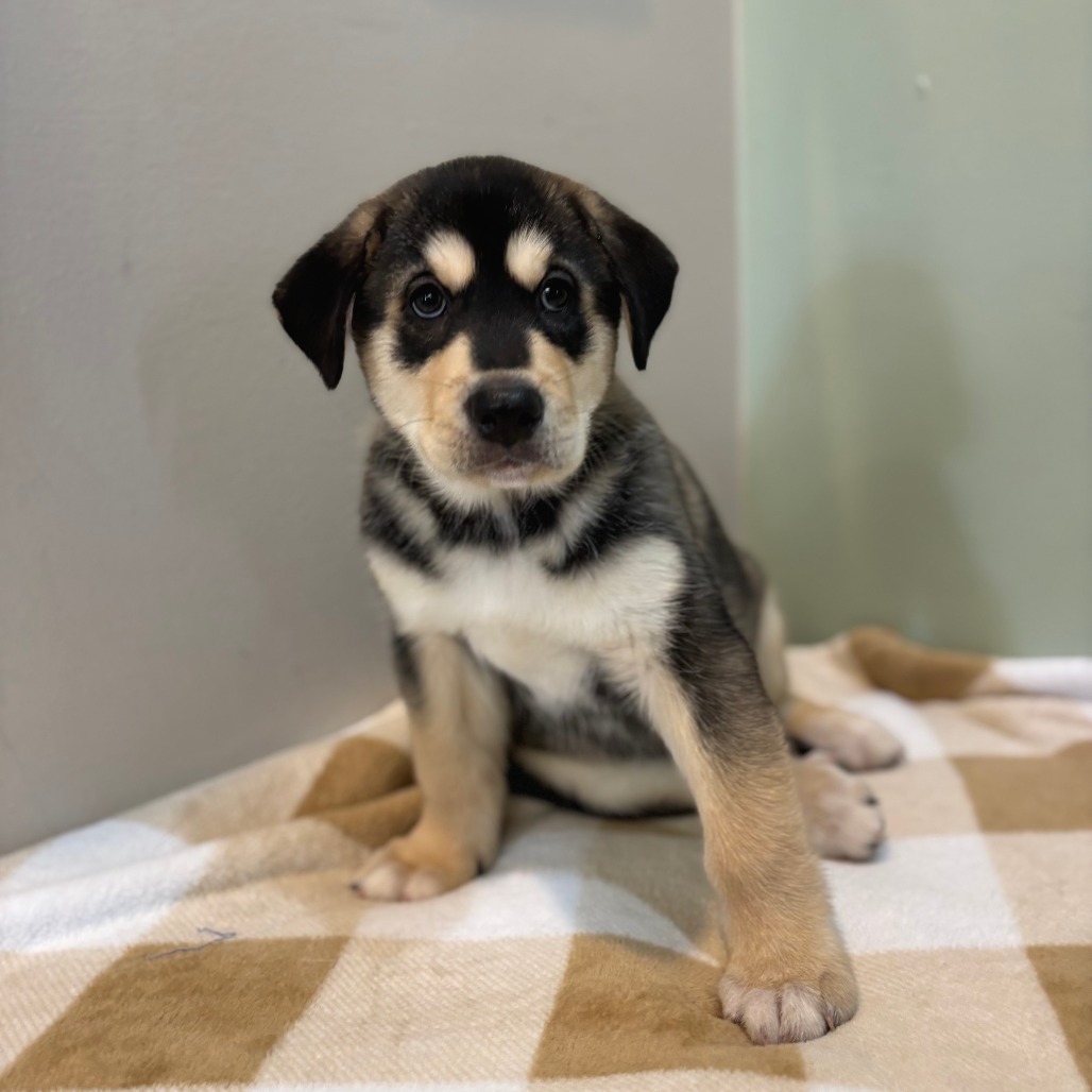 Alpha is available for adoption at Homeward Animal Shelter