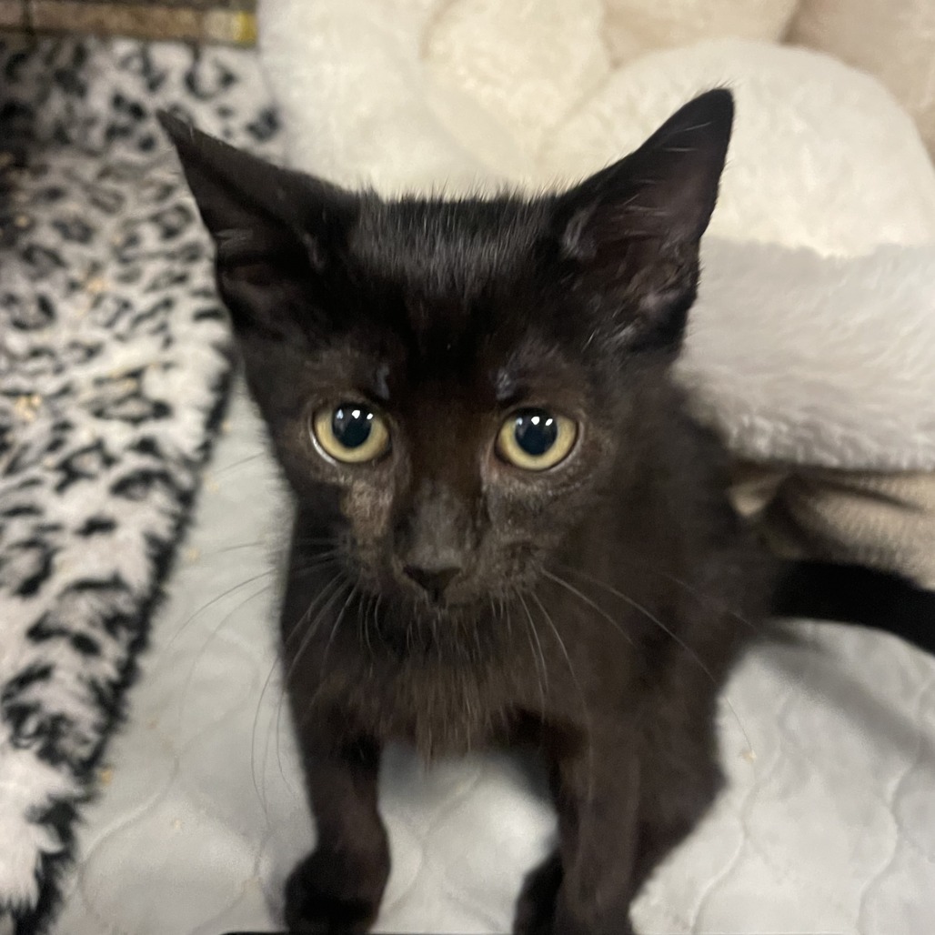 Meet Scar, a Domestic Shorthair Cat Available For Adoption | Lost Our Home