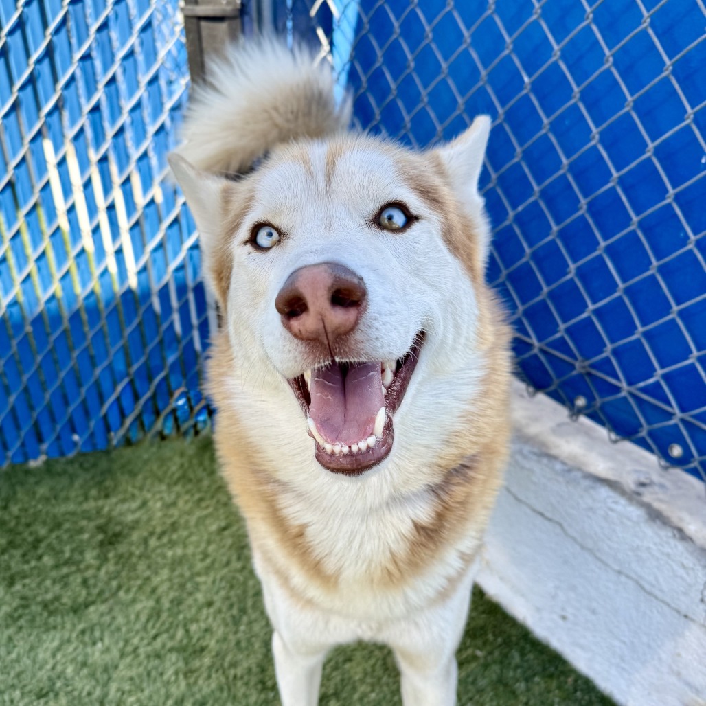 Adoptable – spcaLA