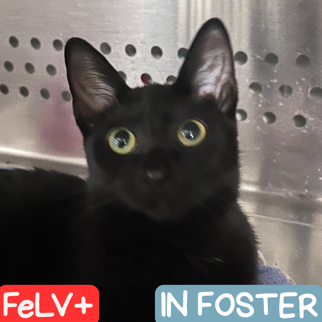 Isabela is available for adoption at Rocky Mountain Feline Rescue