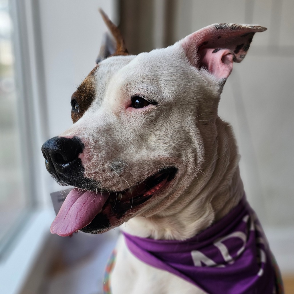 Patches is Available for Adoption at Union County Humane Society