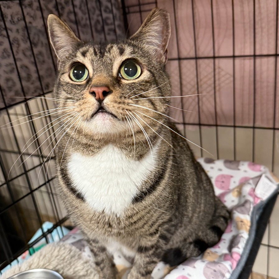 Meet Frisky, a Domestic Shorthair Cat Available For Adoption | Lost Our ...