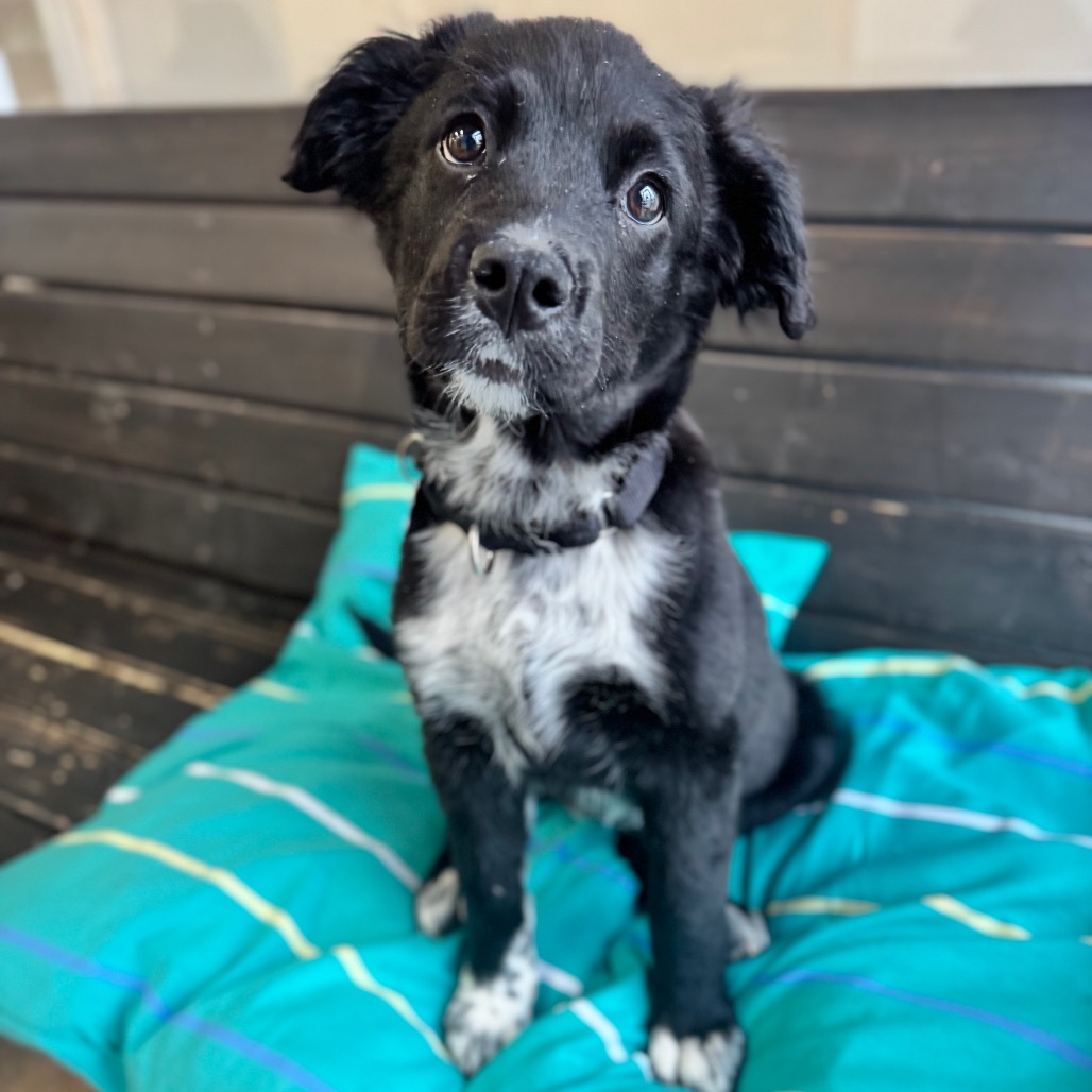 Falcon is available for adoption at Unleashed Pet Rescue and Adoption