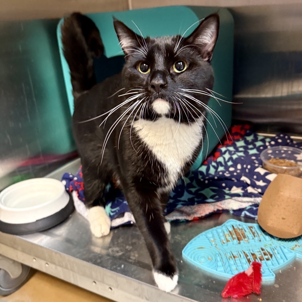 Storm is available for adoption at Maryland SPCA