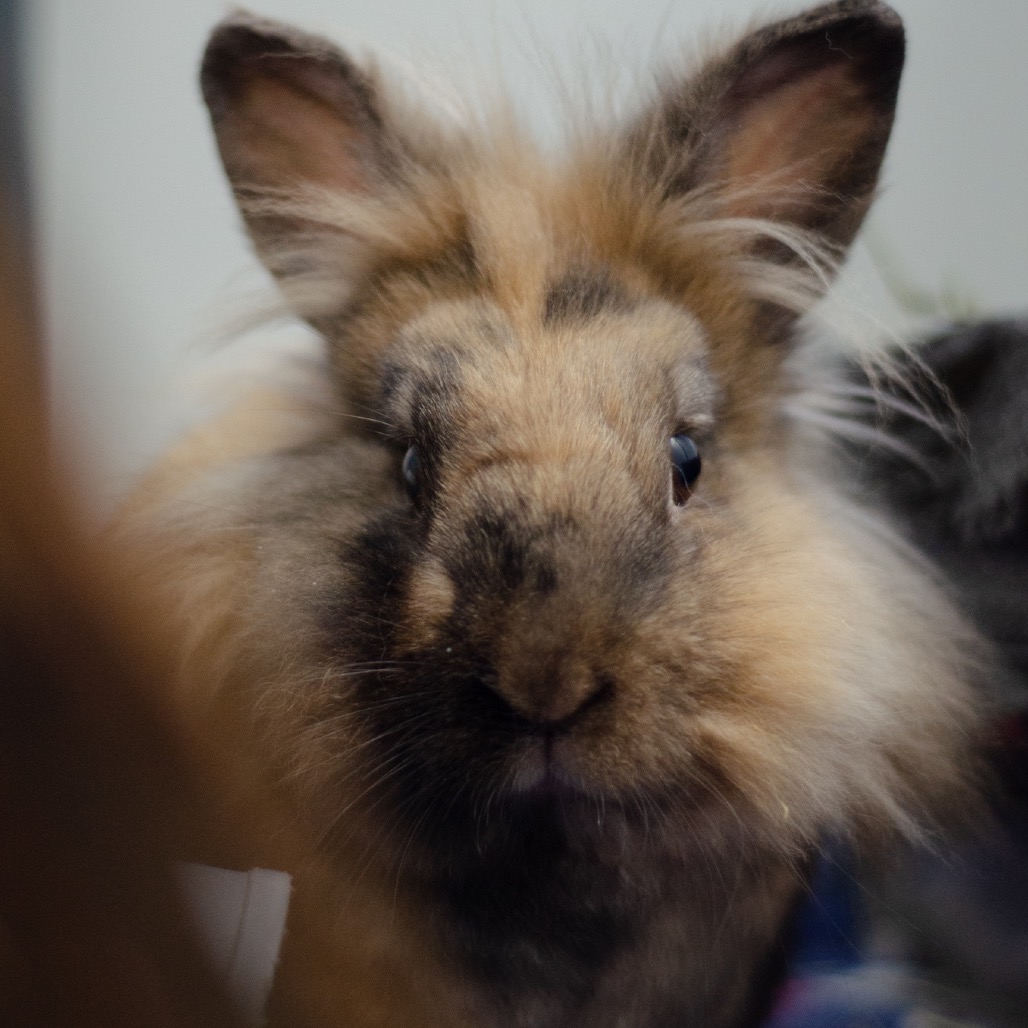 Bardet is available for adoption at Georgia House Rabbit Society