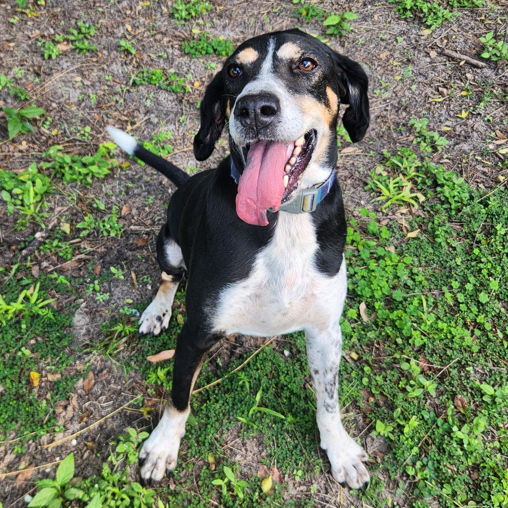 Harvey is available for adoption at Humane Society of North Central Florida