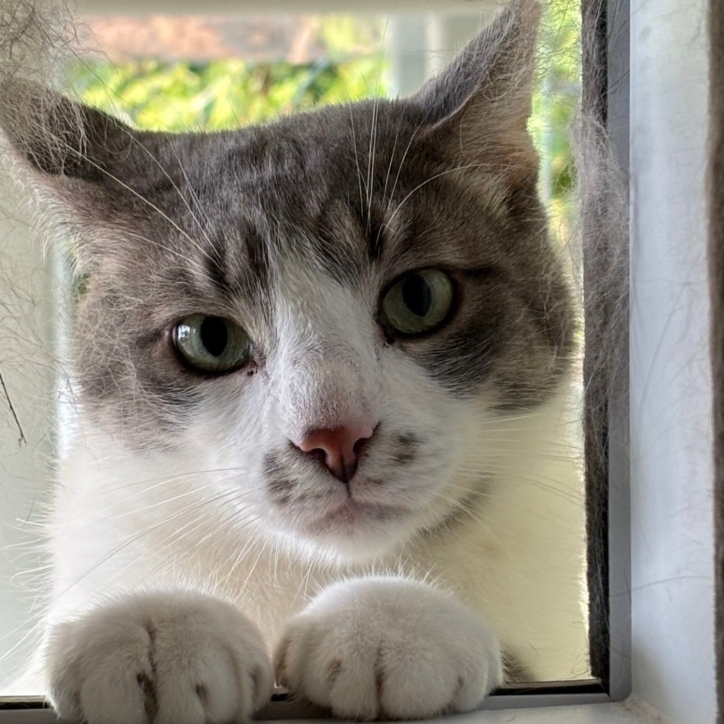 Andy is available for adoption at Humane Society of West Michigan