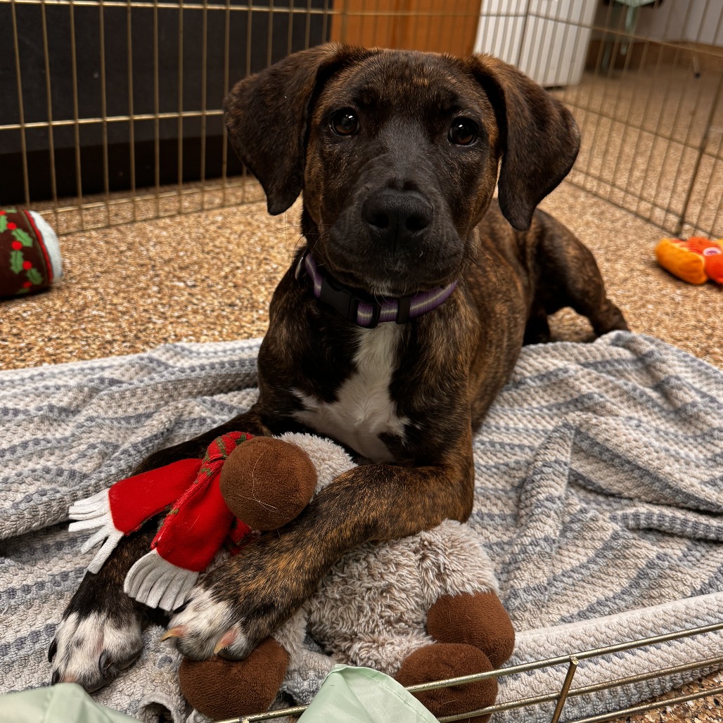 Meet Mabel, a Hound, Plott/Mixed Breed (Large) Dog Available For ...