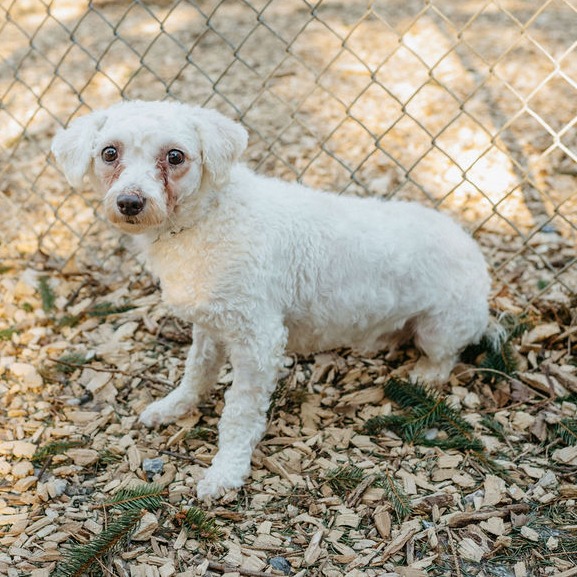 Willow - Phoenix Animal Rescue