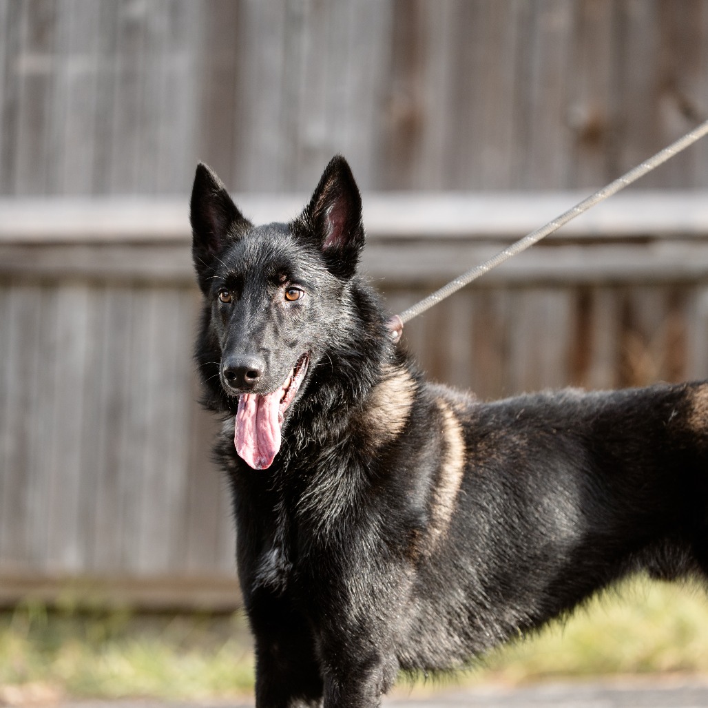 Thomas - Phoenix Animal Rescue