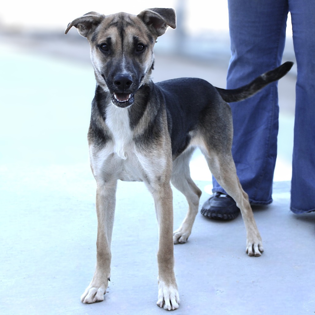 Sally Mae is available for adoption at The Animal Services Center