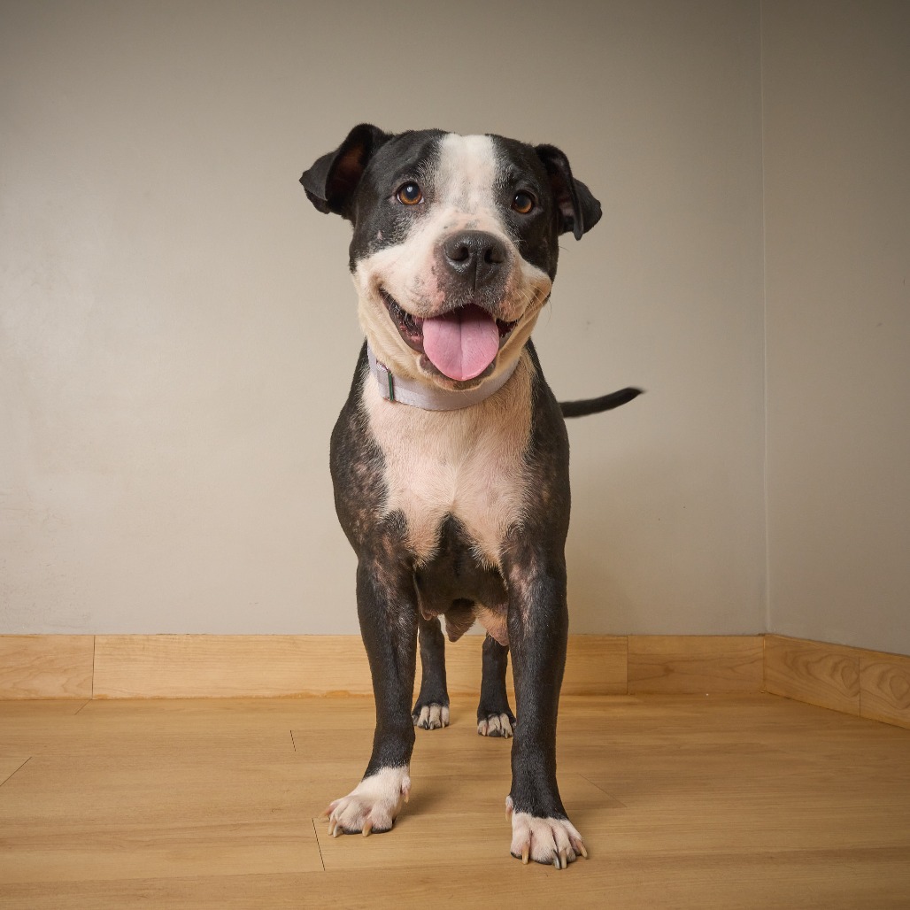 Polly Pocket D66693 is available for adoption at The Bond Between