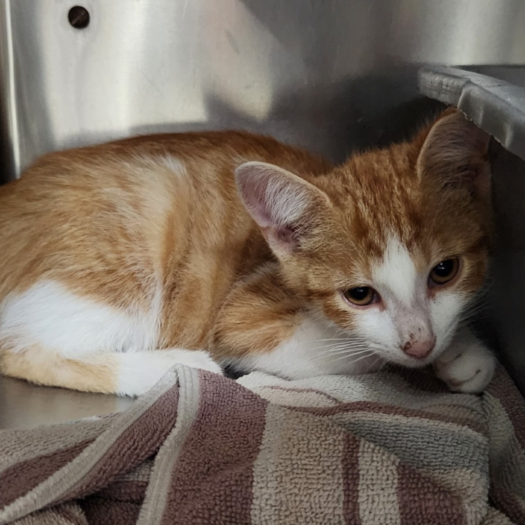 Lenny is available for adoption at Humane Society of West Michigan