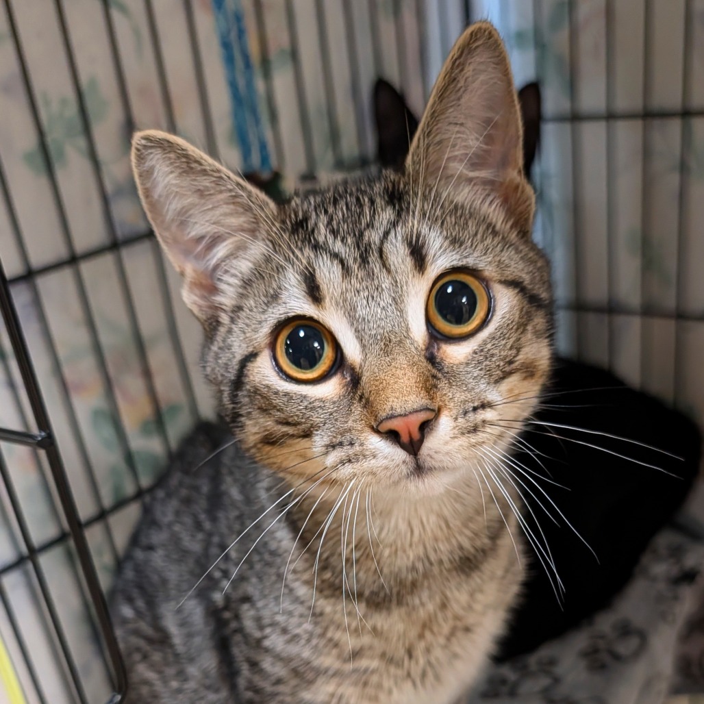 Furio | Pope Memorial Humane Society