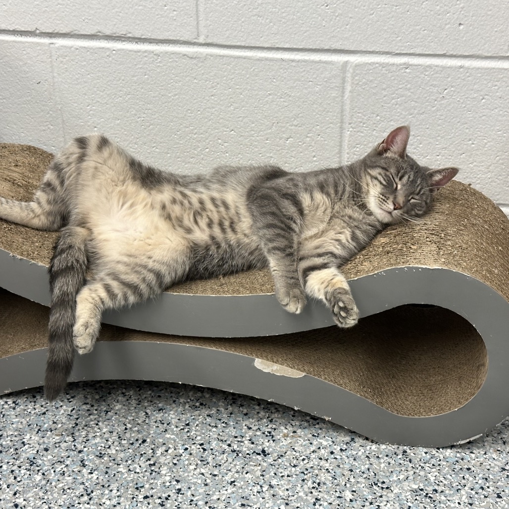 Jetta is available for adoption at Humane Society Of Greater Dayton