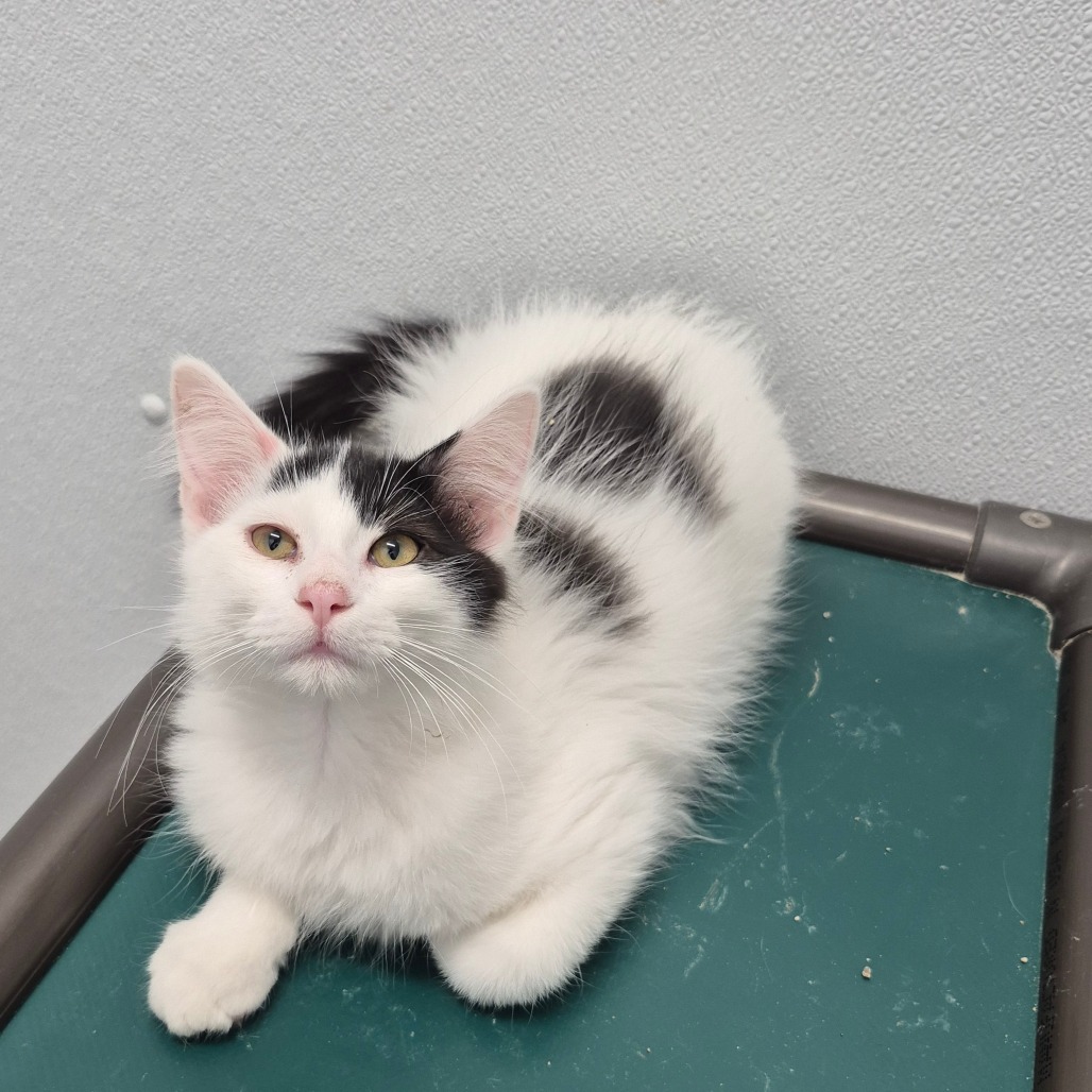 Dino is available for adoption at Kingman County Humane Society