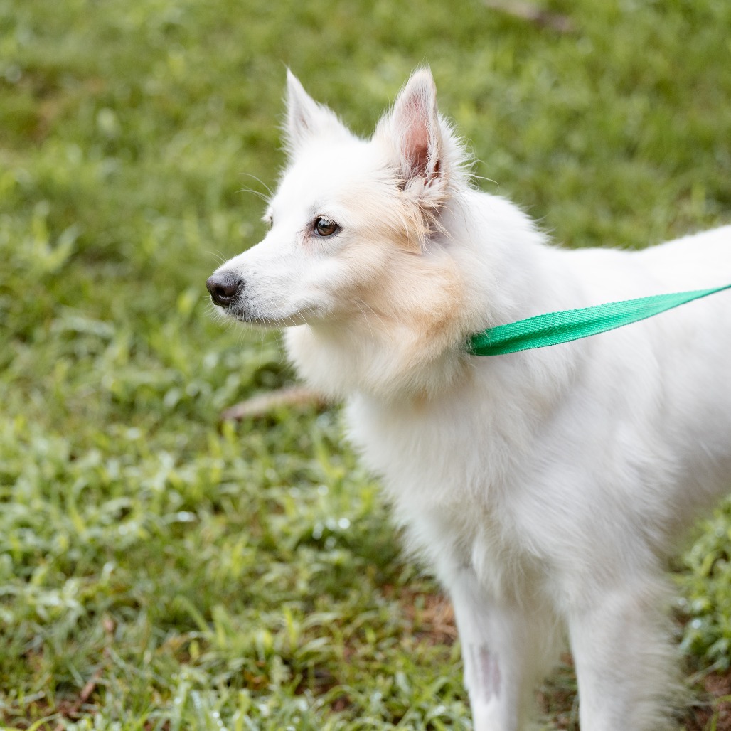 Sierra - Phoenix Animal Rescue