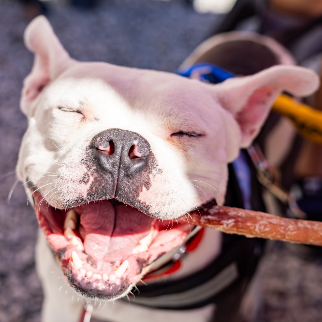 Gilly - Stray Paws Rescue