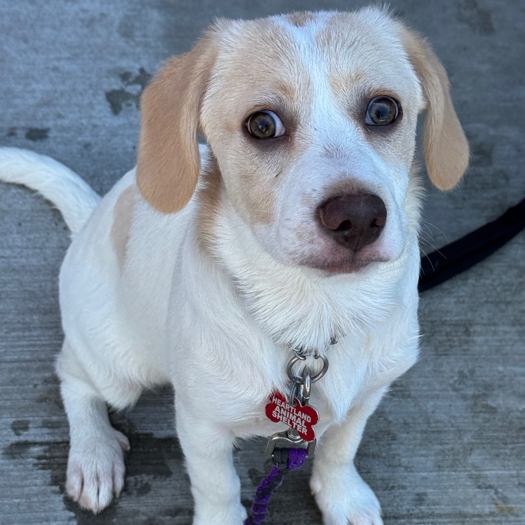 Scone is available for adoption at Heartland Animal Shelter, NFP