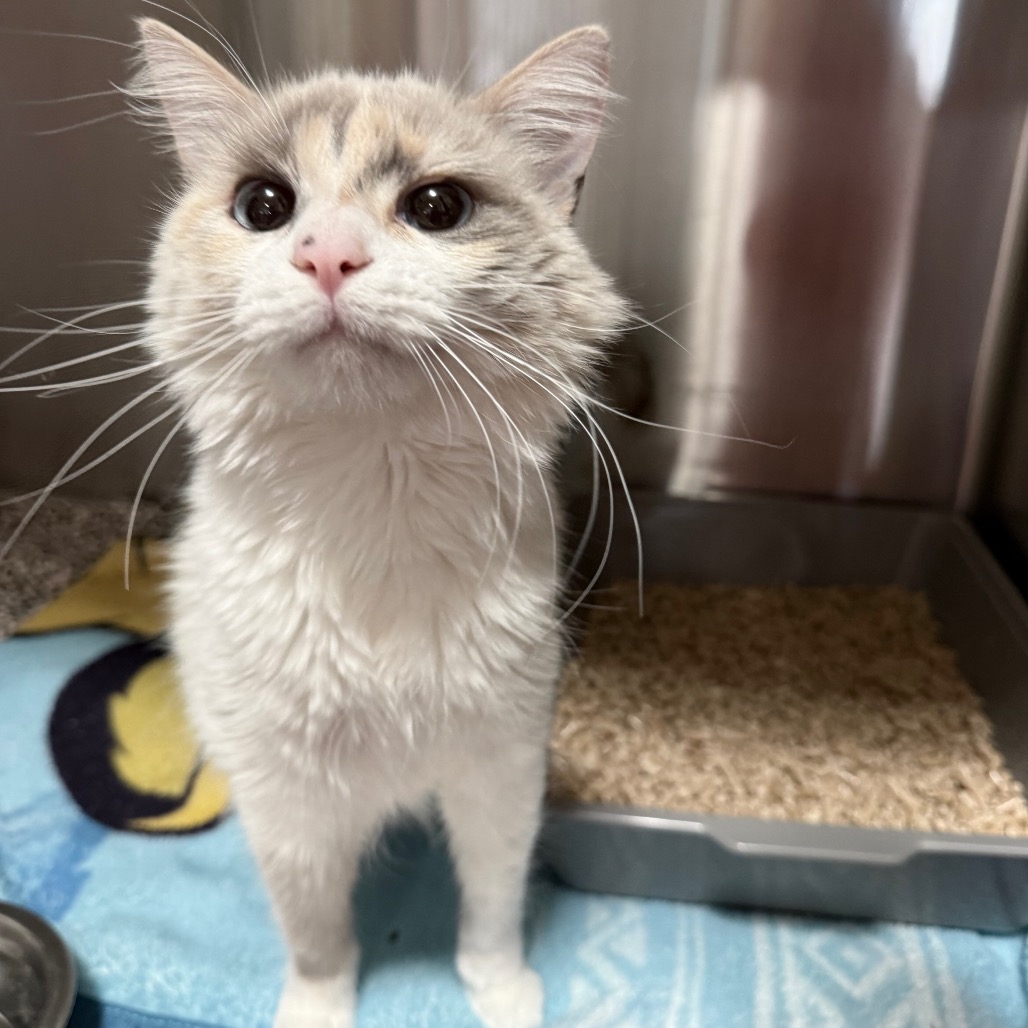 view-animal - Second Chance Animal Rescue Society