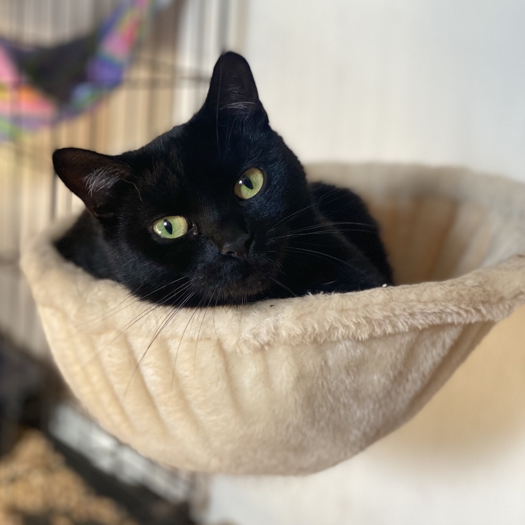 Kit Kat is available for adoption at Trash Cat Rescue