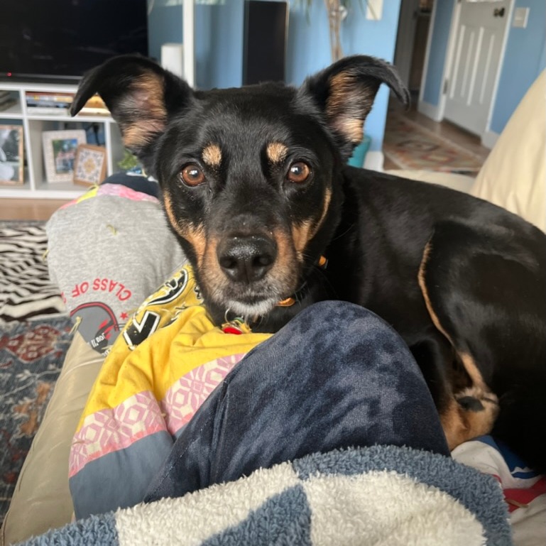 Barry is available for adoption at Shelter From the Storm Animal Rescue