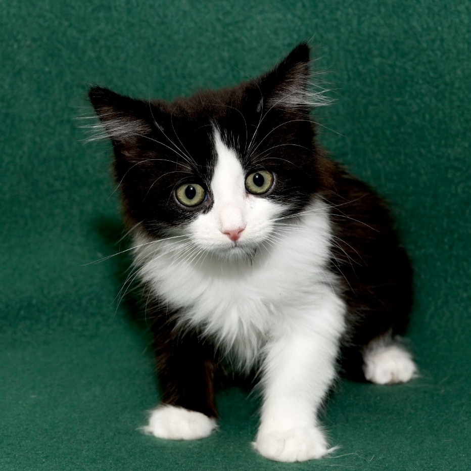 spcaLA – DEDICATED TO THE PREVENTION OF CRUELTY TO ANIMALS SINCE 1877