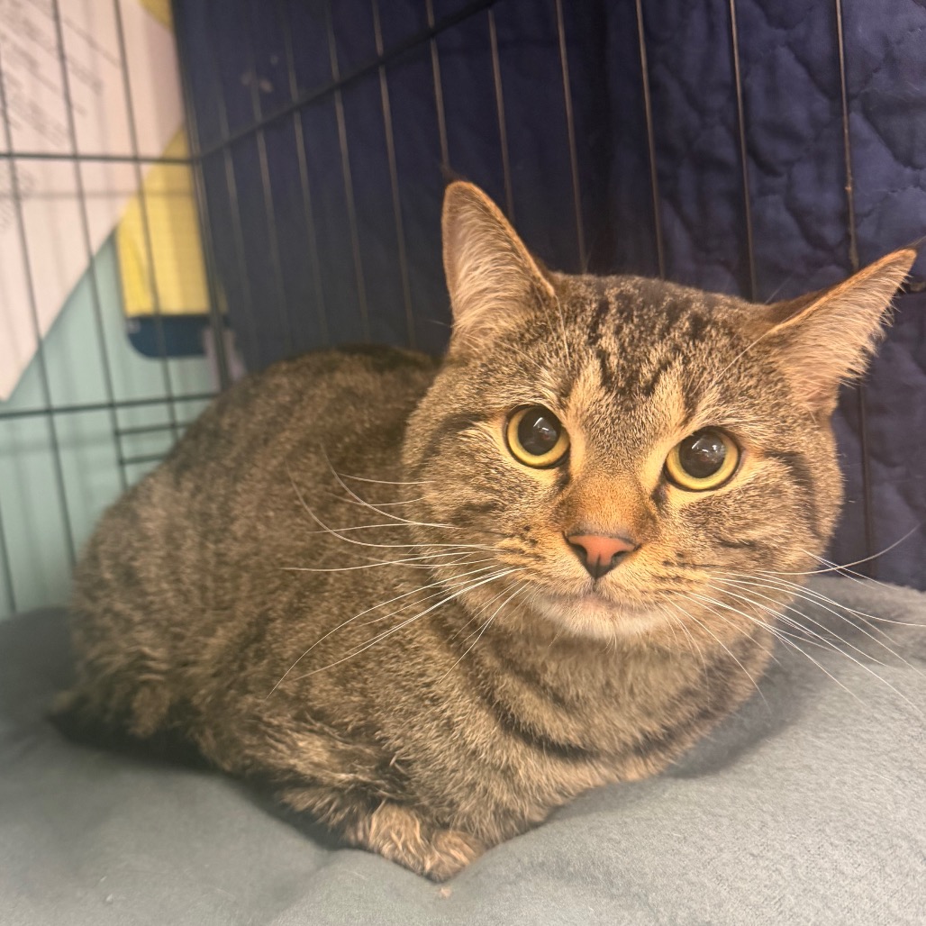 Mango is available for adoption at AnimalKind Inc.