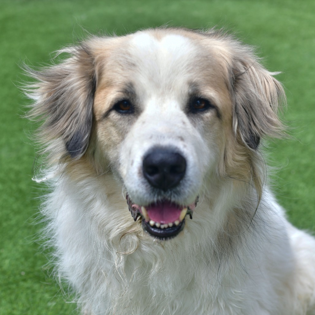 Diesel is available for adoption at Prairie Paws Animal Shelter