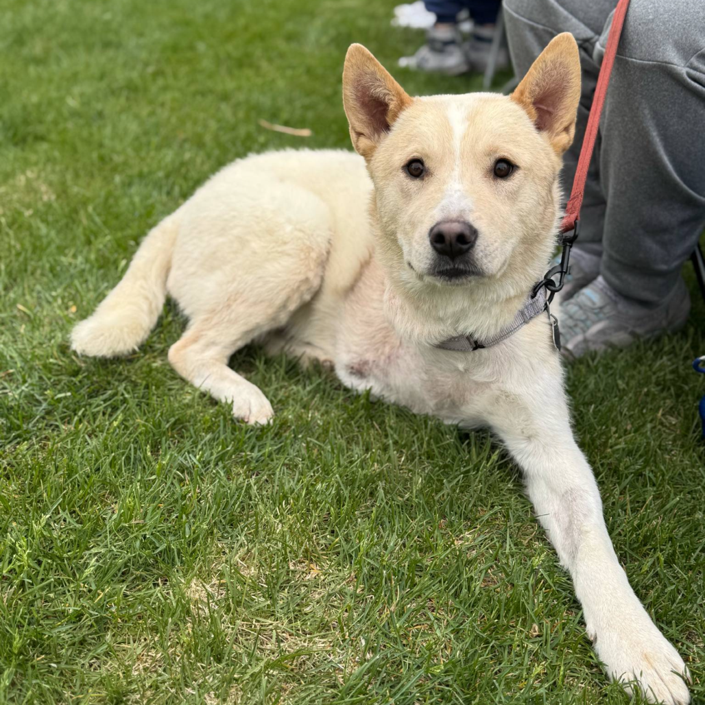 Adoptable Dogs - Rescue Network