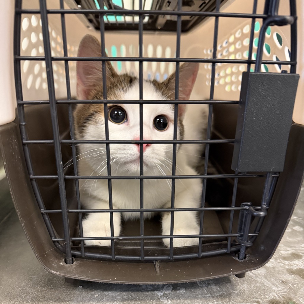 Rohan - Humane Animal Rescue