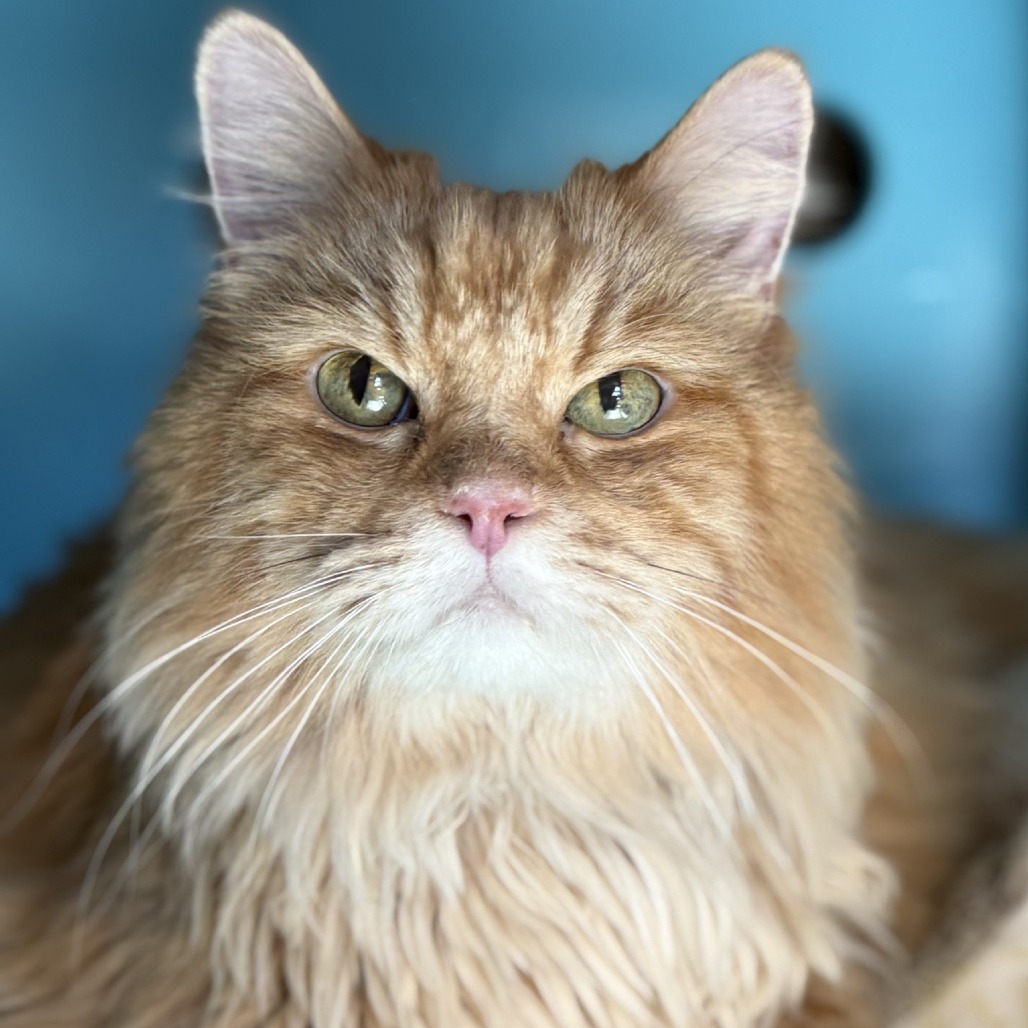King Kong is available for adoption at Hermitage No Kill Cat Shelter