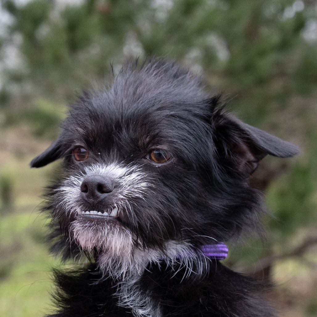 Precious is available for adoption at Happy Bark