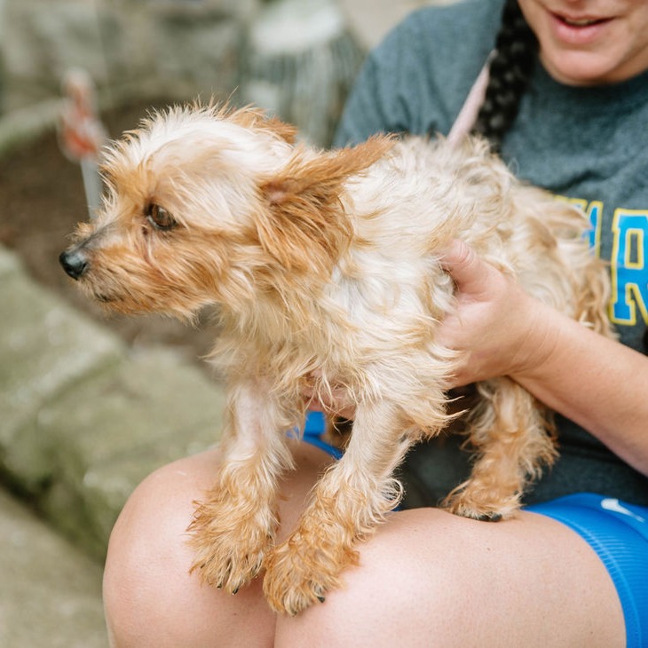 Blake - Phoenix Animal Rescue
