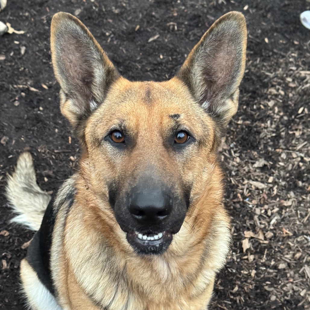 Chai - Phoenix Animal Rescue