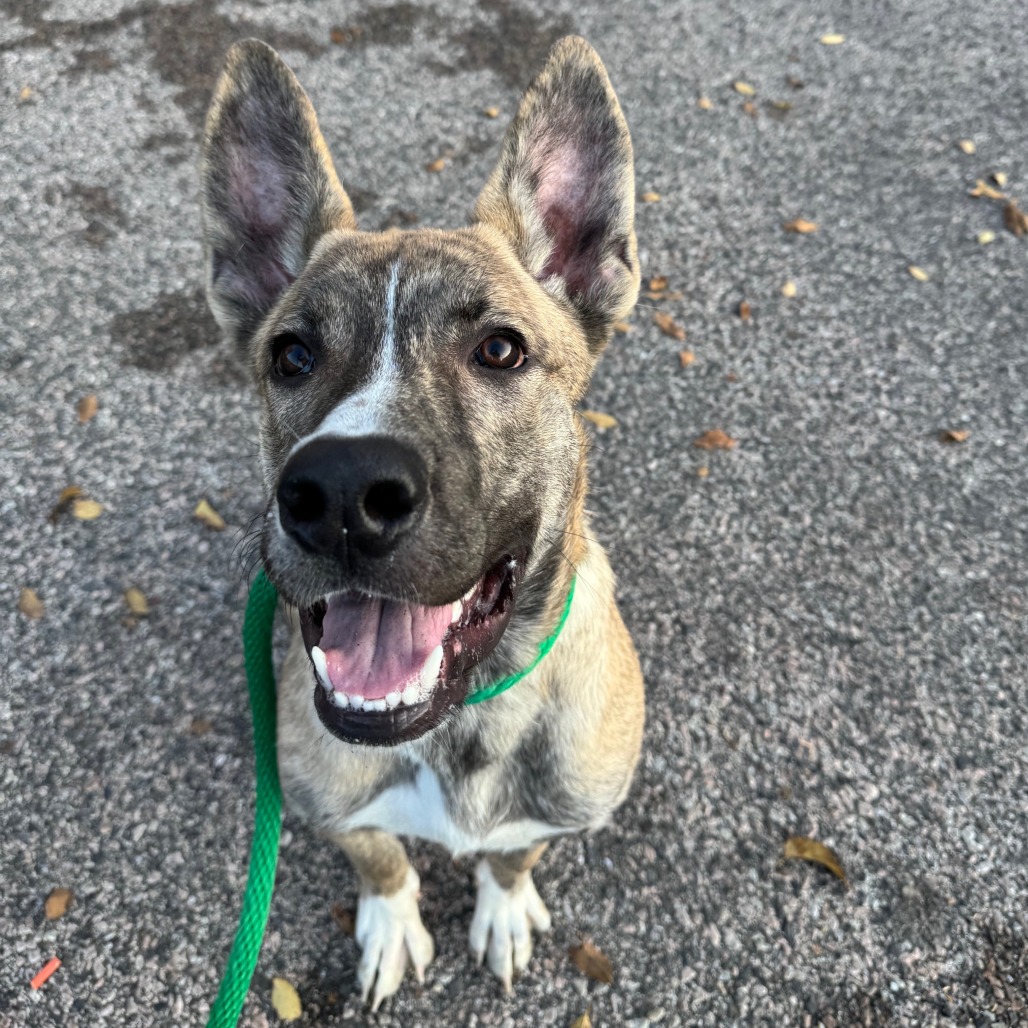 Ballina is available for adoption at ACCT Philly