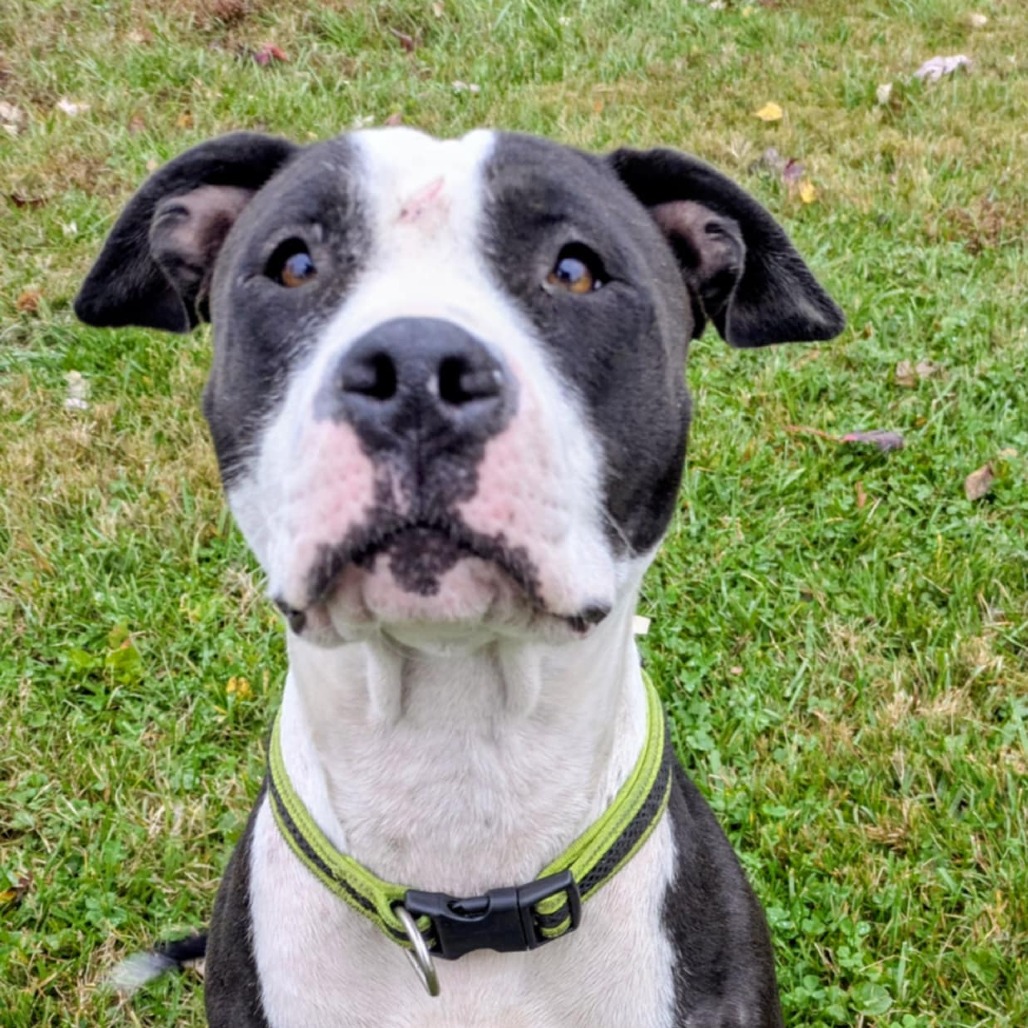 Jeffersonville Animal Shelter Adoption