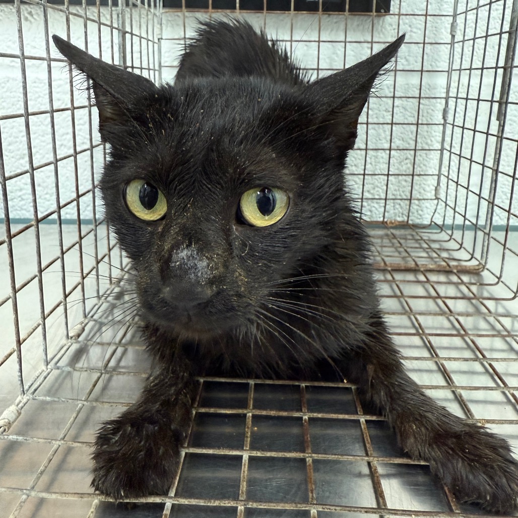 Selena is available for adoption at Palm Valley Animal Society